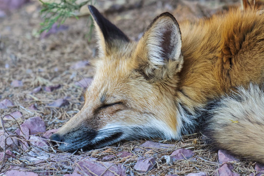 343 BESTE Leisefuchs BILDER, STOCK-FOTOS & -VEKTORGRAFIKEN | Adobe Stock