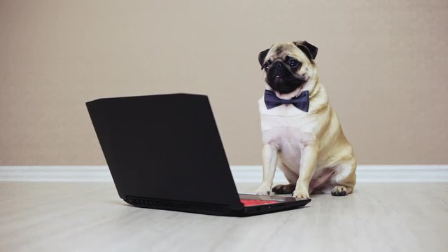 Dog Looking At Computer Images – Browse 6,393 Stock Photos, Vectors ...
