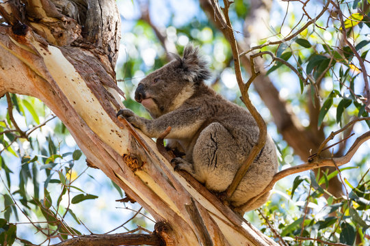 รูปภาพCoala – เลือกดูภาพถ่ายสต็อก เวกเตอร์ และวิดีโอ1,038 | Adobe Stock