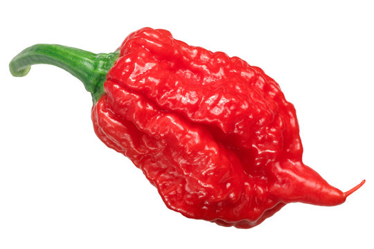 รูปภาพ"Carolina Reaper" – เลือกดูภาพถ่ายสต็อก เวกเตอร์ และวิดีโอ717 ...