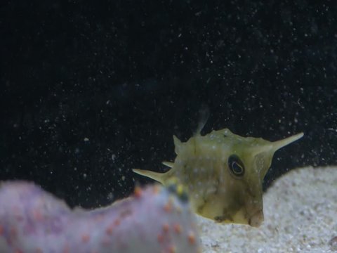 Cowfish Images – Browse 2,018 Stock Photos, Vectors, and Video | Adobe ...