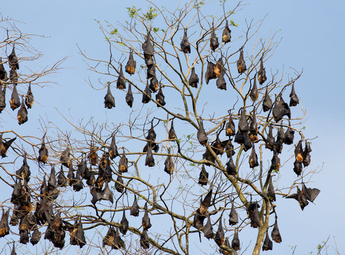 รูปภาพPteropus – เลือกดูภาพถ่ายสต็อก เวกเตอร์ และวิดีโอ3,027 | Adobe Stock