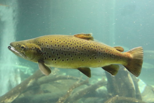 รูปภาพSalmo – เลือกดูภาพถ่ายสต็อก เวกเตอร์ และวิดีโอ6,163 | Adobe Stock