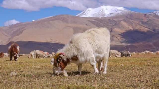 Changthangi Images – Browse 98 Stock Photos, Vectors, and Video | Adobe ...