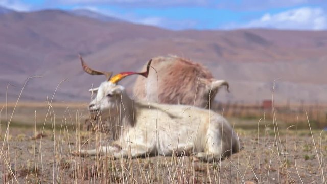 Changthangi Imagens – Procure 80 fotos, vetores e vídeos | Adobe Stock