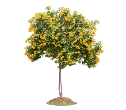 รูปภาพTecoma – เลือกดูภาพถ่ายสต็อก เวกเตอร์ และวิดีโอ2,975 | Adobe Stock