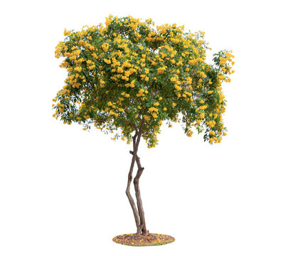 รูปภาพTecoma – เลือกดูภาพถ่ายสต็อก เวกเตอร์ และวิดีโอ2,975 | Adobe Stock