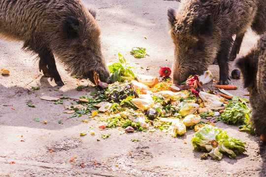 Jabalies Images – Browse 37 Stock Photos, Vectors, and Video | Adobe Stock