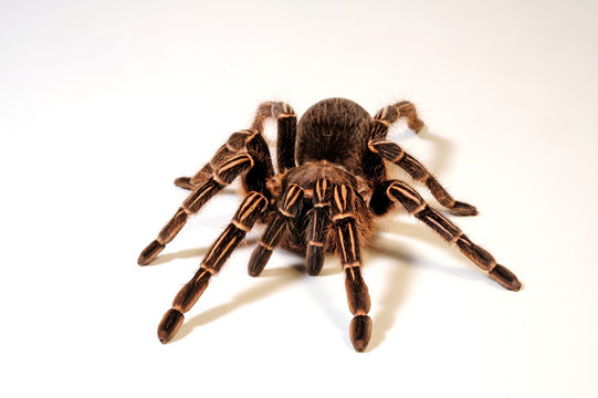 Costa Rican Zebra Tarantula