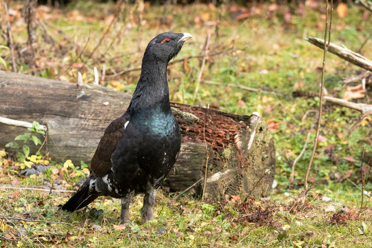 Auerhenne Bilder – Durchsuchen 67 Archivfotos, Vektorgrafiken und ...
