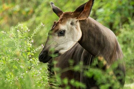 รูปภาพOkapi – เลือกดูภาพถ่ายสต็อก เวกเตอร์ และวิดีโอ1,678 | Adobe Stock