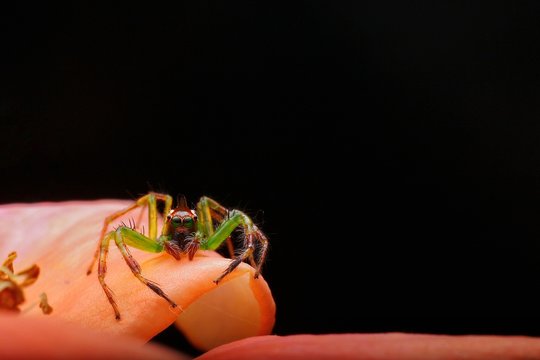 Epeus Bilder – Durchsuchen 22 Archivfotos, Vektorgrafiken und Videos ...