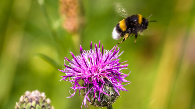 106,618 BESTE Hummel BILDER, STOCK-FOTOS & -VEKTORGRAFIKEN | Adobe Stock