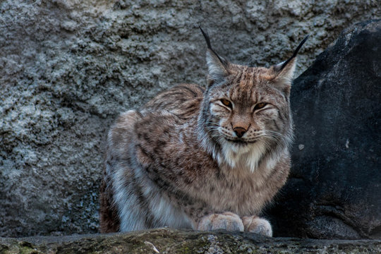 Linx Images – Browse 414 Stock Photos, Vectors, and Video | Adobe Stock