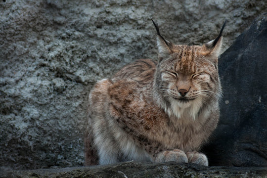 Linx Images – Browse 429 Stock Photos, Vectors, and Video | Adobe Stock