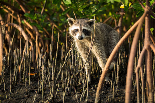 "Mangrove Root" Bilder – Durchsuchen 110 Archivfotos, Vektorgrafiken ...
