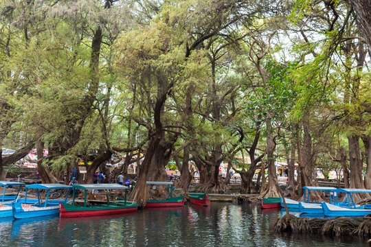 Camecuaro Images – Browse 380 Stock Photos, Vectors, and Video | Adobe ...