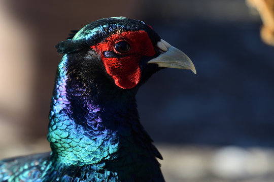 Melanistic Mutant Pheasant