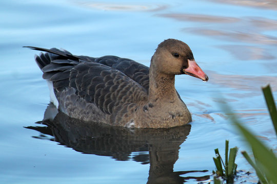 รูปภาพAfloat – เลือกดูภาพถ่ายสต็อก เวกเตอร์ และวิดีโอ9,833 | Adobe Stock