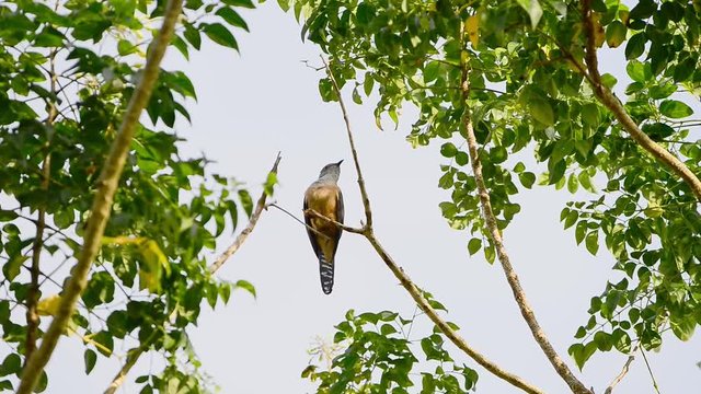 Plaintive Images – Browse 12,148 Stock Photos, Vectors, and Video ...