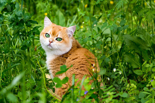 Cat Green Images – Browse 722,744 Stock Photos, Vectors, and Video ...