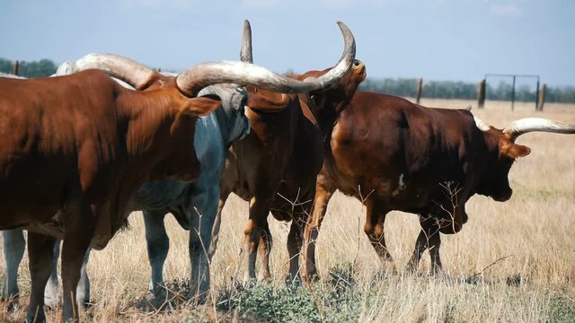 รูปภาพAskania-Nova – เลือกดูภาพถ่ายสต็อก เวกเตอร์ และวิดีโอ1,072 ...