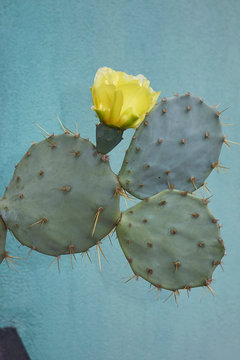 "Opuntia Engelmannii" Images – Browse 394 Stock Photos, Vectors, and ...
