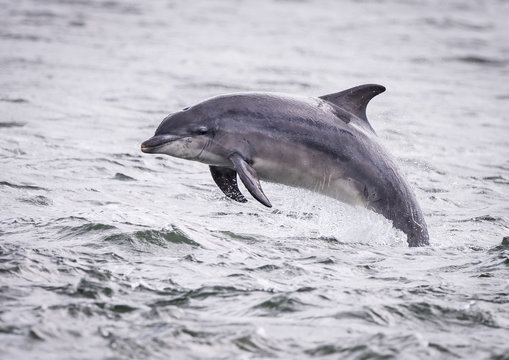 รูปภาพDolfin – เลือกดูภาพถ่ายสต็อก เวกเตอร์ และวิดีโอ326 | Adobe Stock