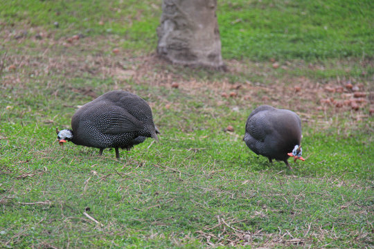 Cocota Images – Browse 42 Stock Photos, Vectors, and Video | Adobe Stock