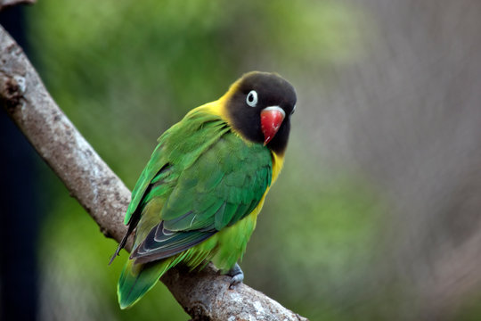 "Masked Lovebird" Images – Browse 388 Stock Photos, Vectors, and Video ...