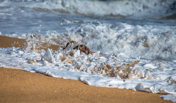 Rebentar Images – Browse 40 Stock Photos, Vectors, and Video | Adobe Stock