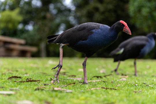 รูปภาพWater-Hen – เลือกดูภาพถ่ายสต็อก เวกเตอร์ และวิดีโอ108 | Adobe Stock