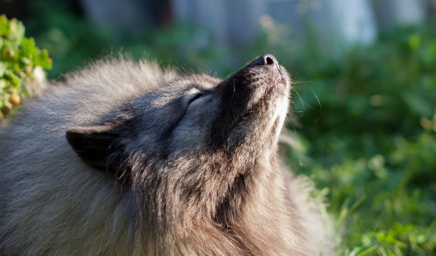 Fluey Bilder – Durchsuchen 667 Archivfotos, Vektorgrafiken und Videos ...