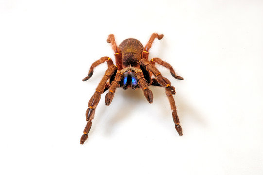 Poson Images – Browse 37 Stock Photos, Vectors, and Video | Adobe Stock