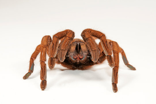 Poson Images – Browse 37 Stock Photos, Vectors, and Video | Adobe Stock