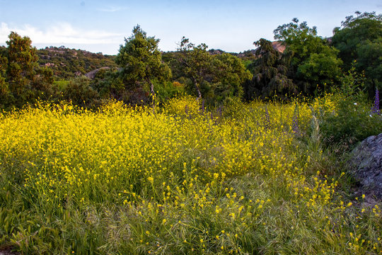 Capuyo bilder – Bläddra bland 65 stockfoton, vektorer och videor ...