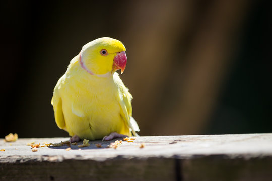 รูปภาพSittich – เลือกดูภาพถ่ายสต็อก เวกเตอร์ และวิดีโอ3,967 | Adobe Stock