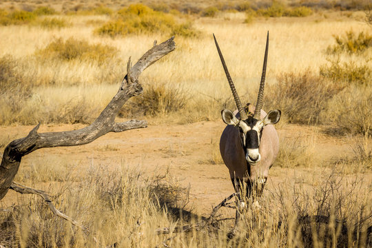 รูปภาพOryxantilopen – เลือกดูภาพถ่ายสต็อก เวกเตอร์ และวิดีโอ661 | Adobe ...