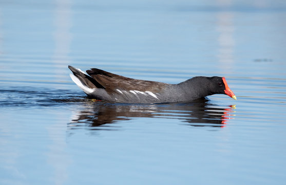 Gallinule Images – Browse 6,233 Stock Photos, Vectors, and Video ...