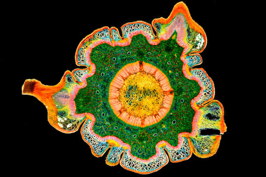 Microphoto Images – Browse 41 Stock Photos, Vectors, and Video | Adobe ...