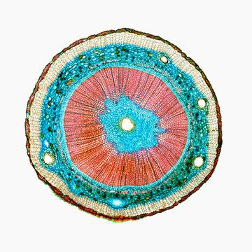 Microphoto Images – Browse 41 Stock Photos, Vectors, and Video | Adobe ...
