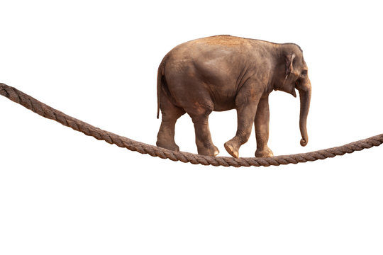 Elephant On Rope Images – Browse 985 Stock Photos, Vectors, and Video ...