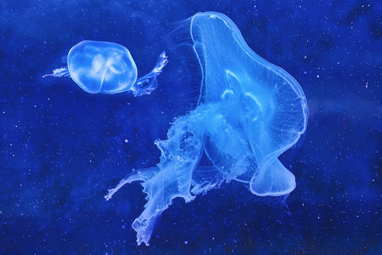รูปภาพJelly-Fish – เลือกดูภาพถ่ายสต็อก เวกเตอร์ และวิดีโอ150,802 ...
