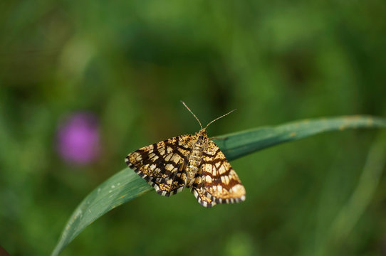 Striemen-Bilder: Stock-Fotos & -Videos. | Adobe Stock