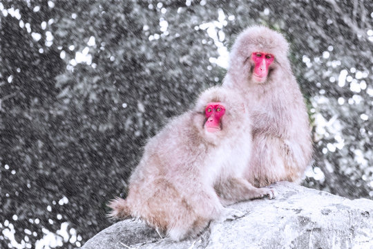 76 BESTE Rotarschpavian BILDER, STOCK-FOTOS & -VEKTORGRAFIKEN | Adobe Stock