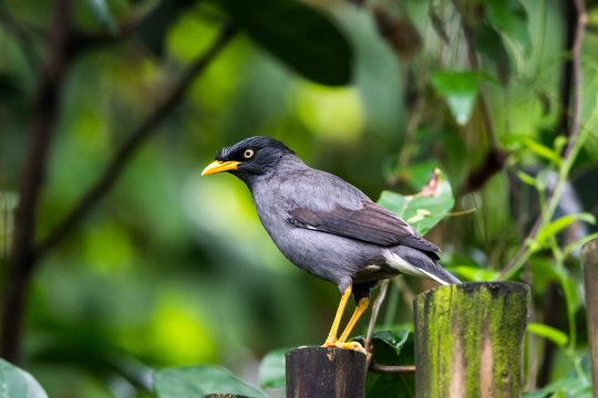 "Javan Myna" Images – Browse 504 Stock Photos, Vectors, and Video | Adobe Stock