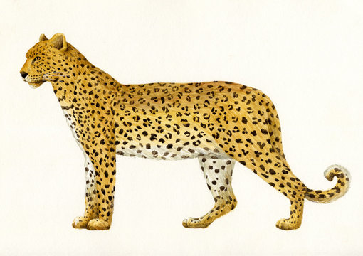 「Chita」の画像 - 3,335 件の Stock 写真、ベクターおよびビデオ | Adobe Stock