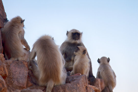 "Bunch Monkeys" Billeder – Gennemse 134 stockfotos, vektorer og videoer ...