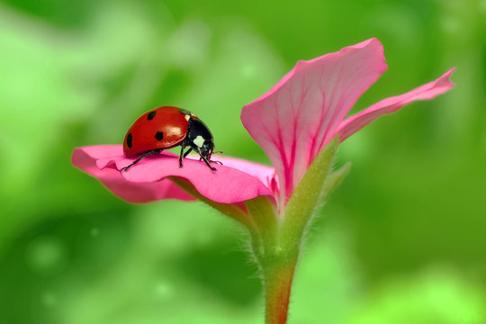 "Cute Little Ladybug" Images – Browse 118 Stock Photos, Vectors, and ...
