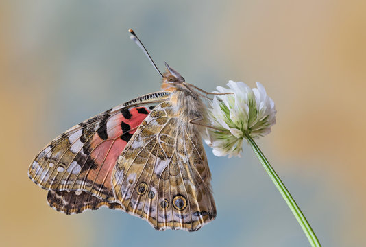 Distelarten-Bilder: Stock-Fotos & -Videos. | Adobe Stock